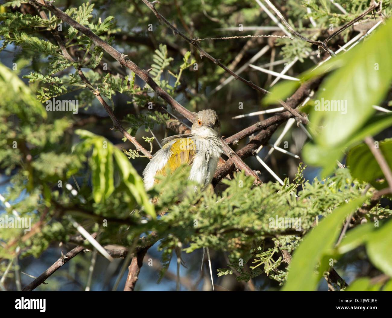 A Grey-backed Camaroptera suns itself in the early morning sunshine ...
