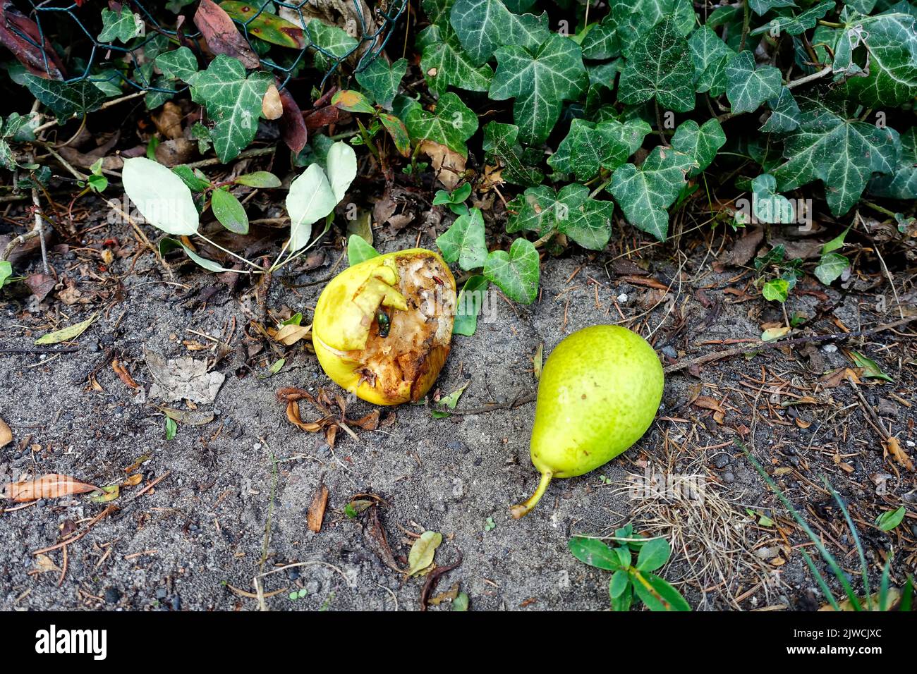 Forgotten fruit hi-res stock photography and images - Alamy