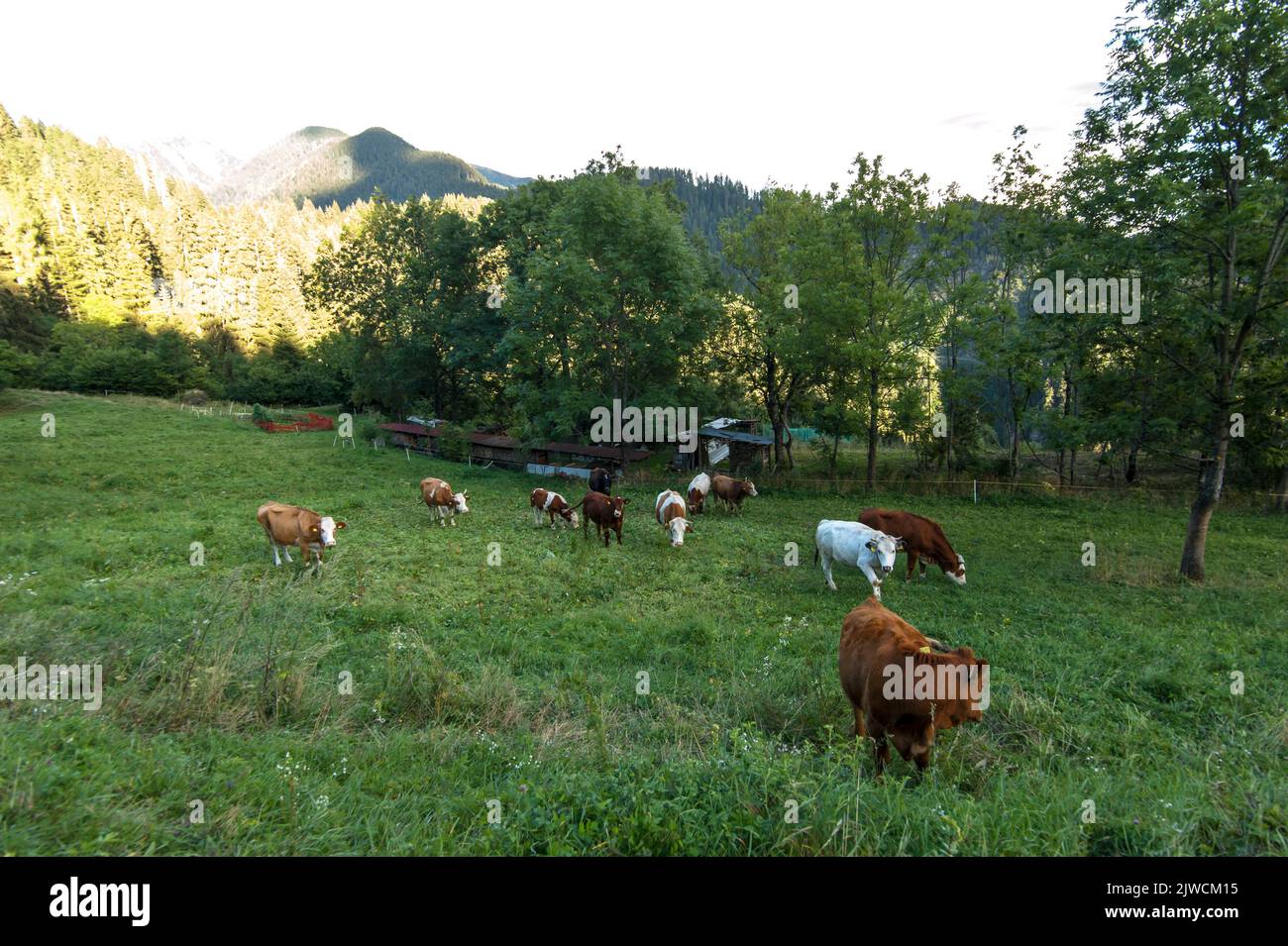 Cows in a mountain farm Stock Photo - Alamy