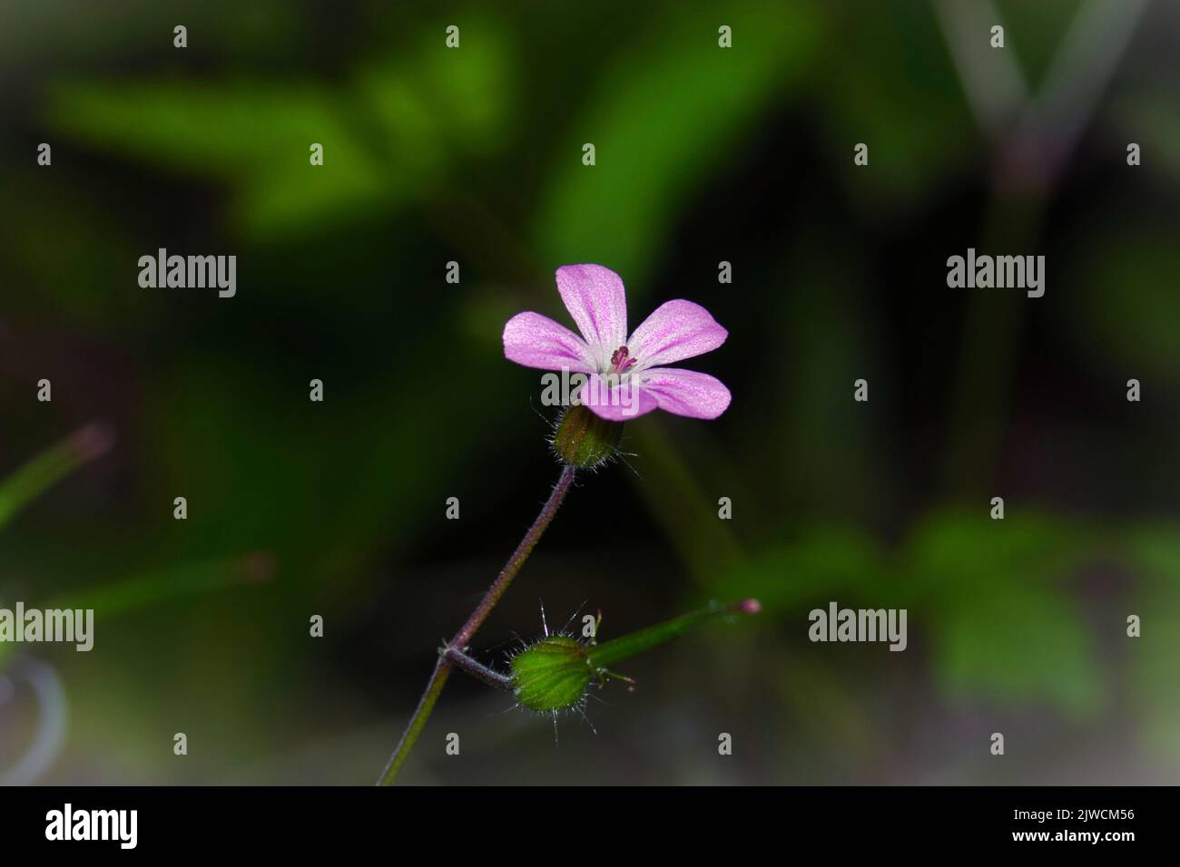 Small wild plant of the geranium family Stock Photo - Alamy