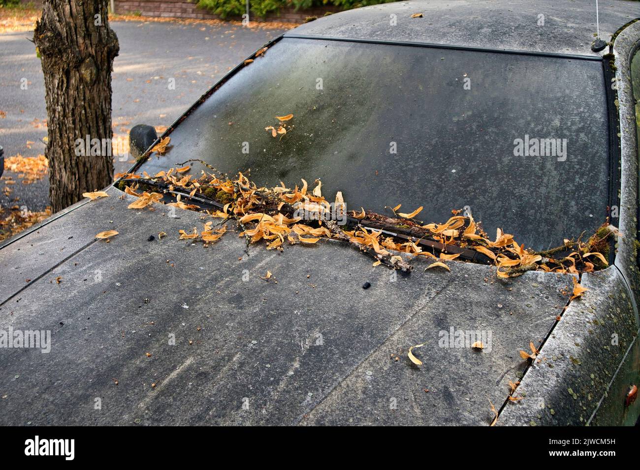 Abandoned car under a tree collecting leaves and lichen Stock Photo - Alamy