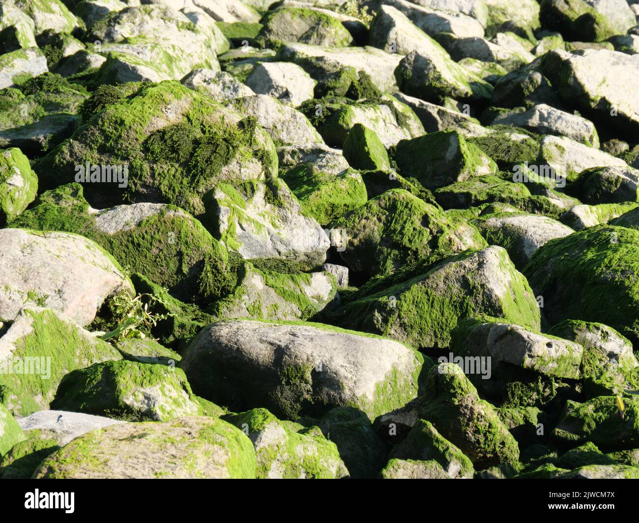 Algae by the sea hi-res stock photography and images - Alamy