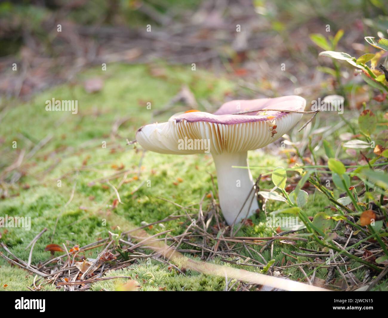 A russula mushroom with white lamellae and red cap standing on moss in ...