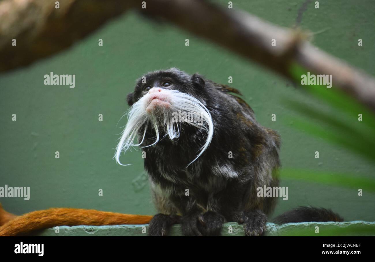 Cute bearded tamarin monkey sitting on a green concrete shelf Stock ...