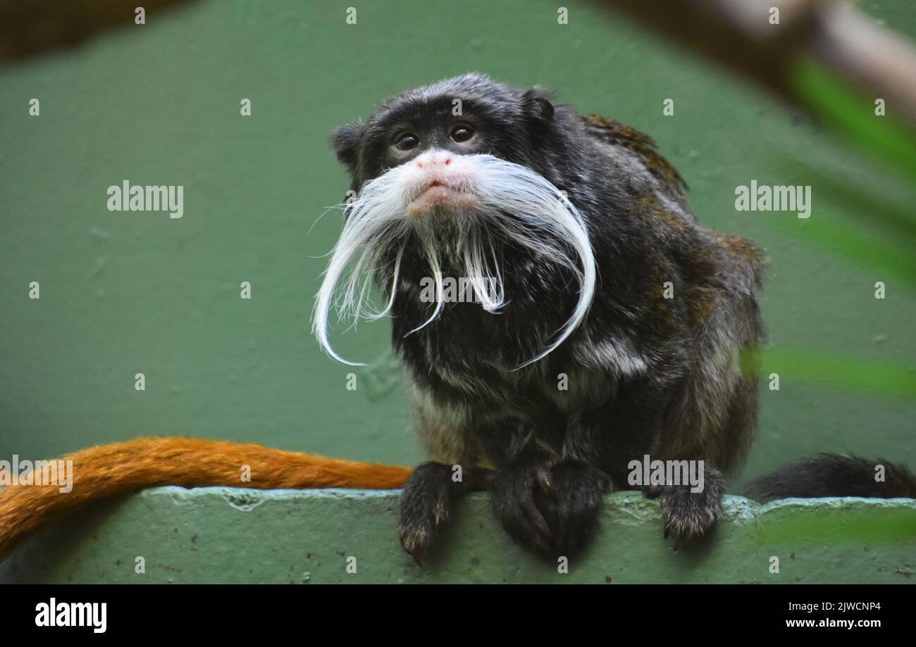 Cute Emperor Tamarin