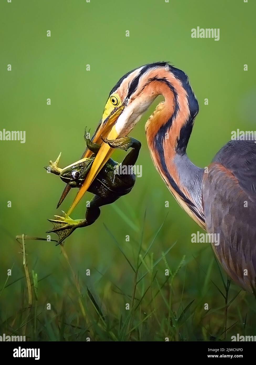 A purple heron with an unlucky frog. India: A PHOTOGRAPHER has ...