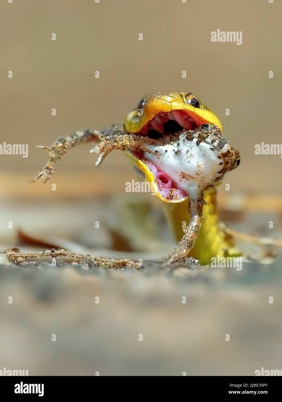 Purple frog india hi-res stock photography and images - Alamy