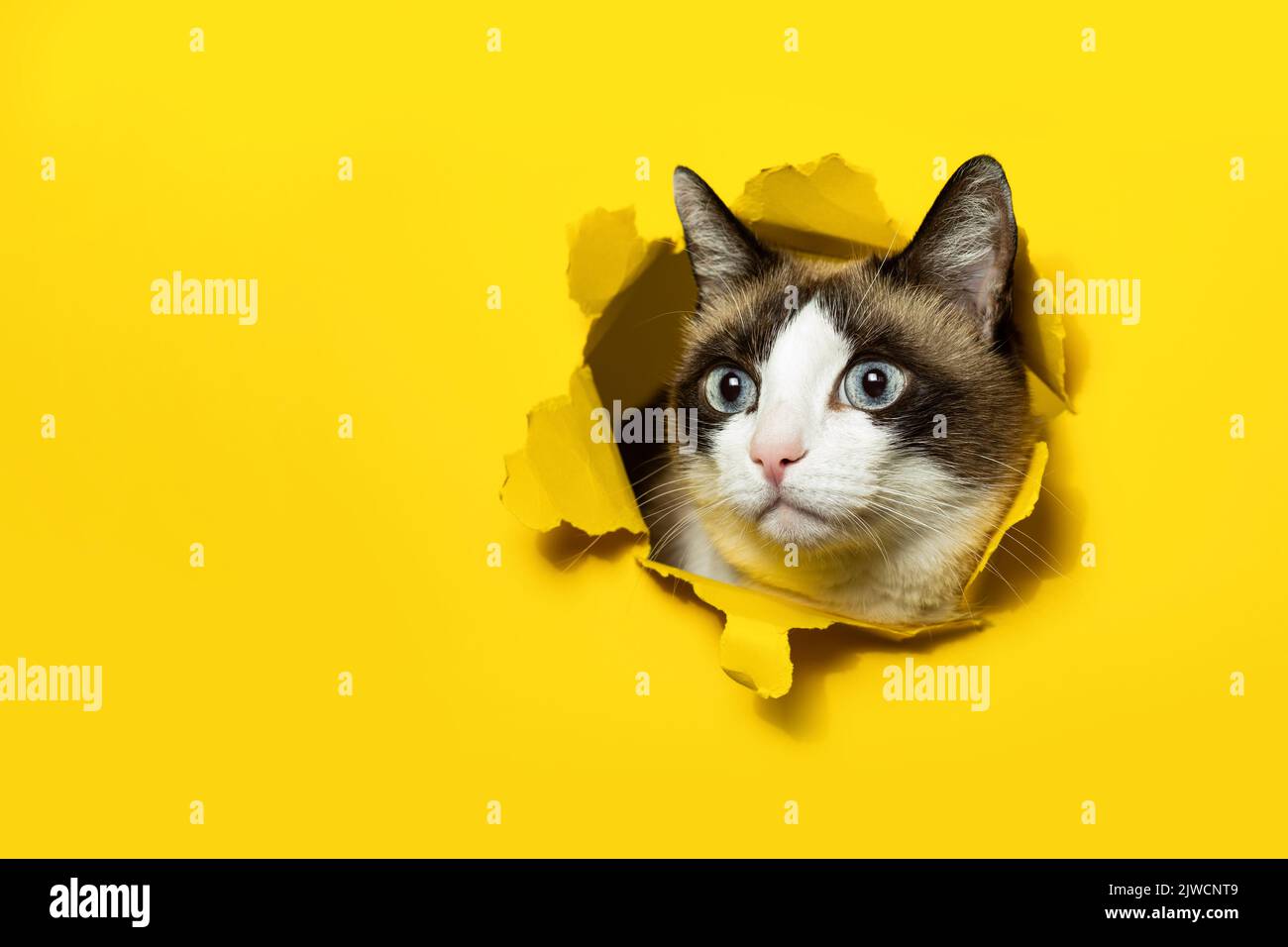Portrait of cat breaking through yellow paper posing in hole with ...