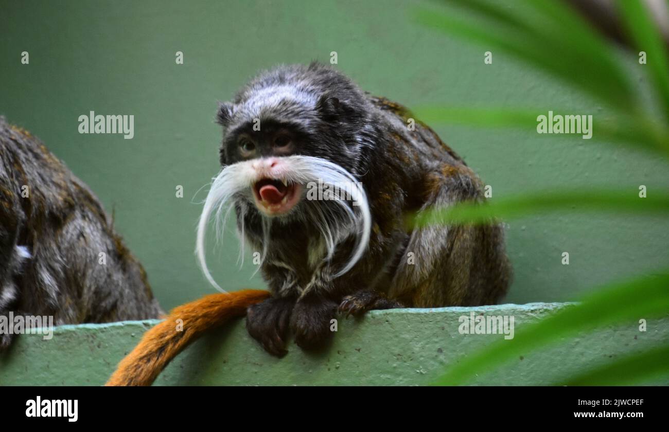 Funny emperor tamarin monkey with his mouth open and tongue out Stock ...
