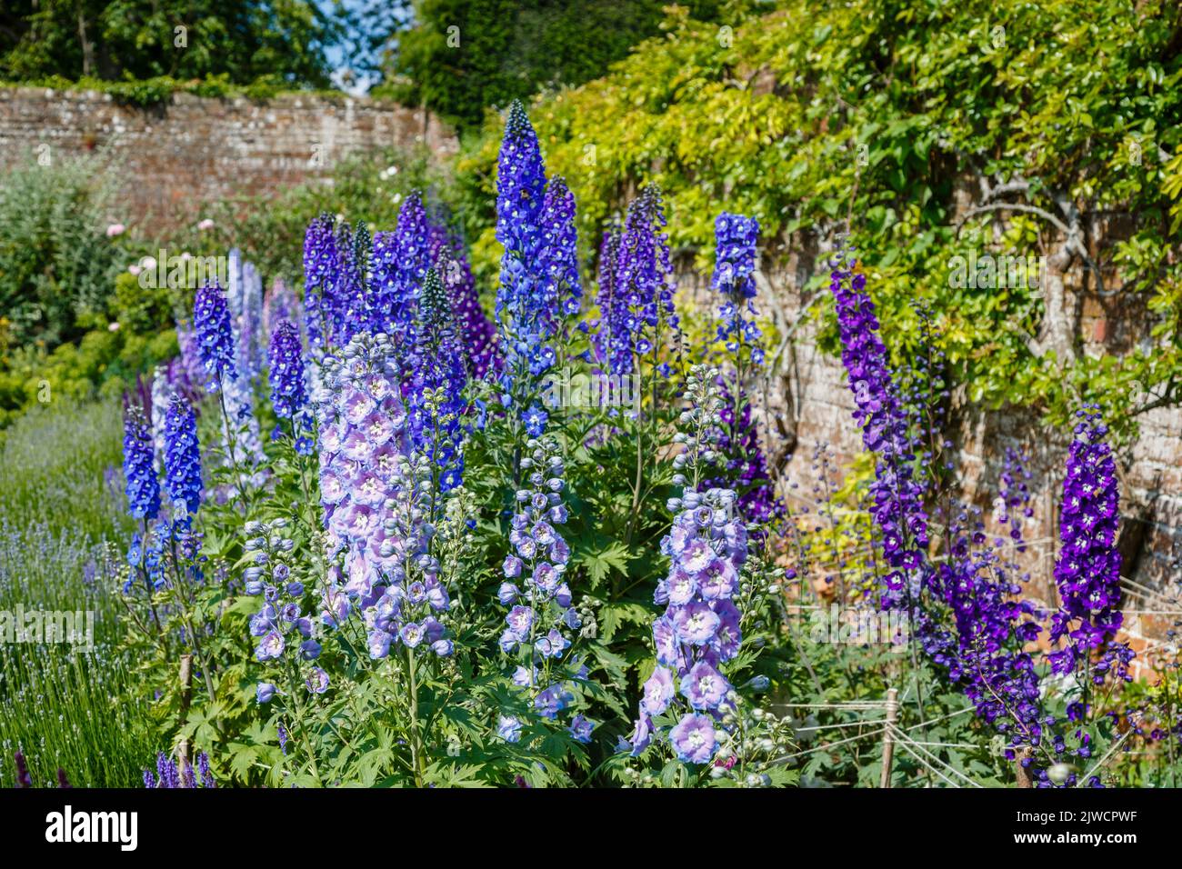 Delphiniums herbaceous border hi-res stock photography and images - Alamy