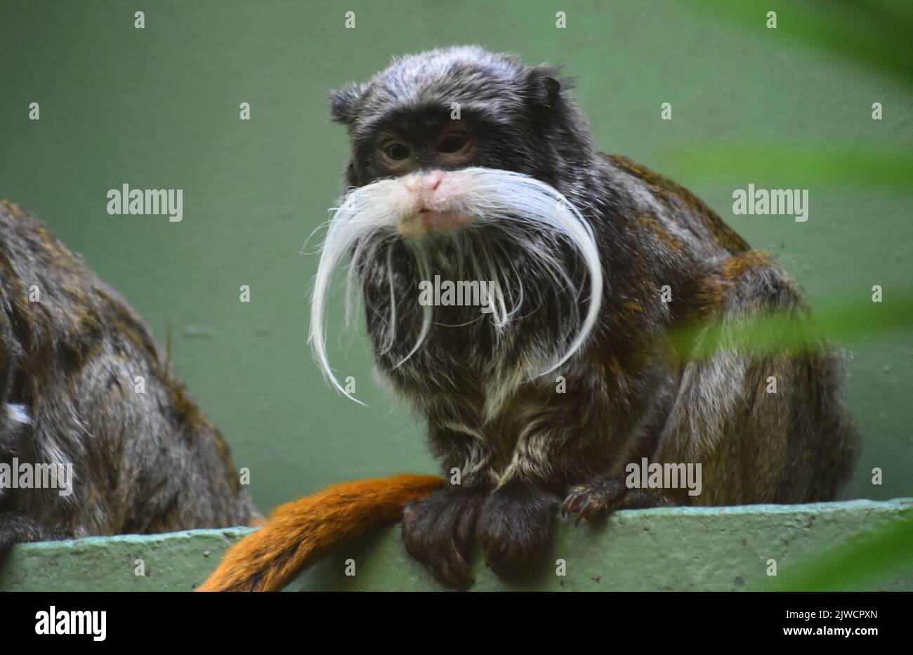 Very cute bearded tamarin monkey looking down from a platform Stock ...