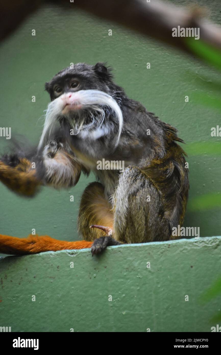 Cute bearded emperor tamarin monkey sitting up on to his hind legs ...