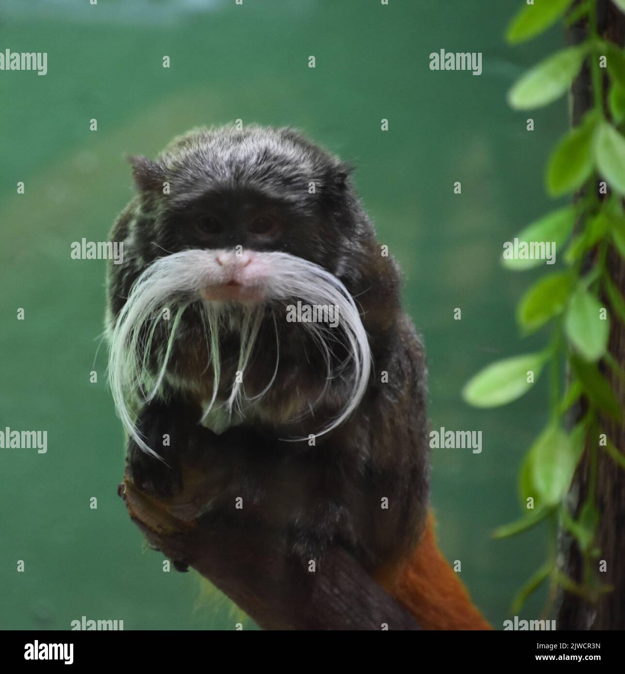 Very cute emperor tamarin monkey sitting on a tree branch Stock Photo ...
