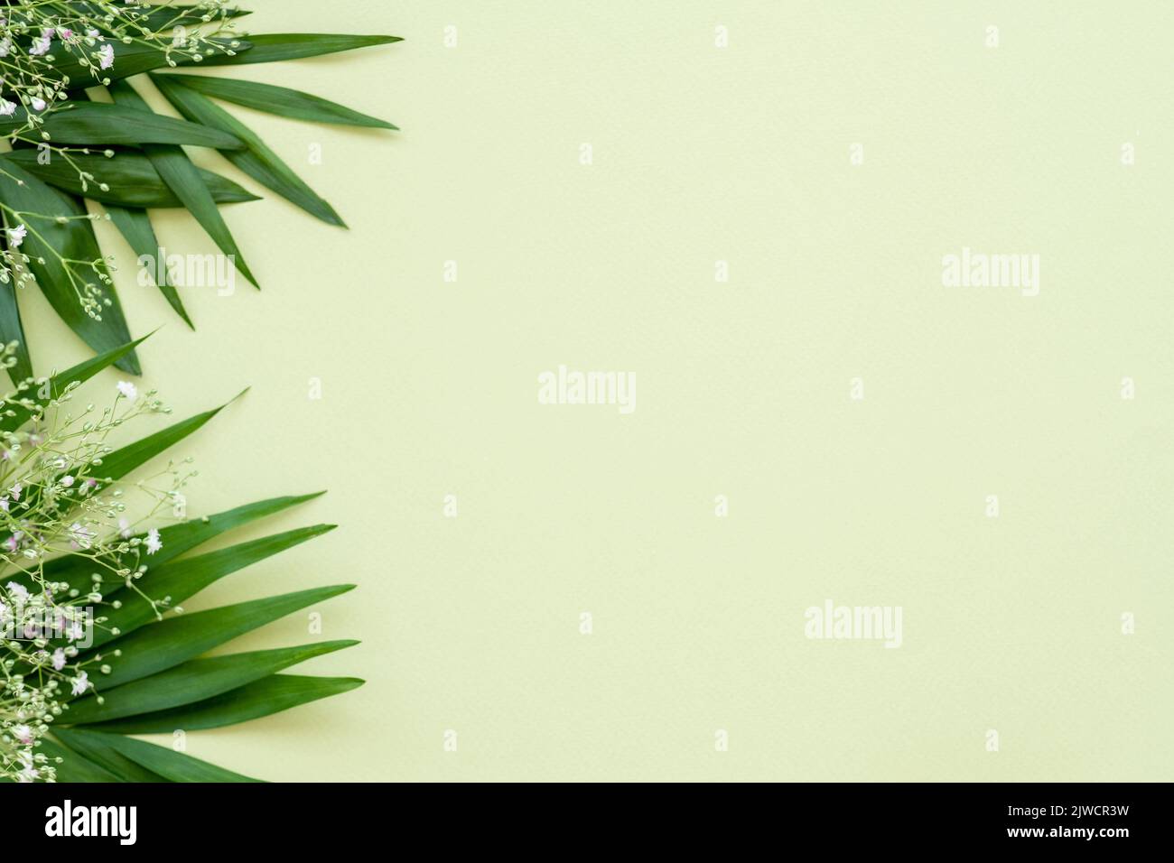 floral background invitation card green leaves Stock Photo - Alamy