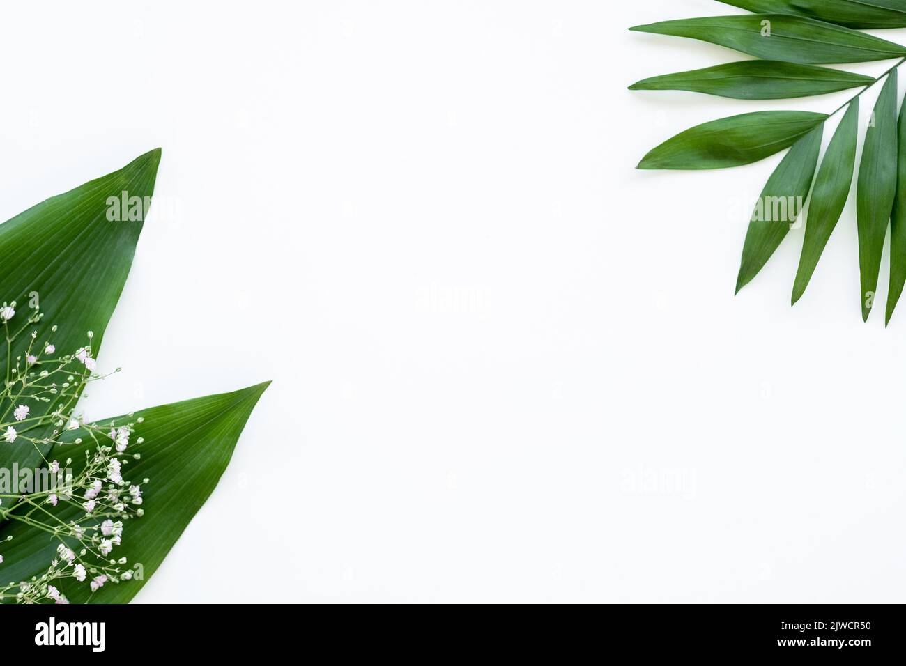 floral background plant decor green leaf white Stock Photo - Alamy