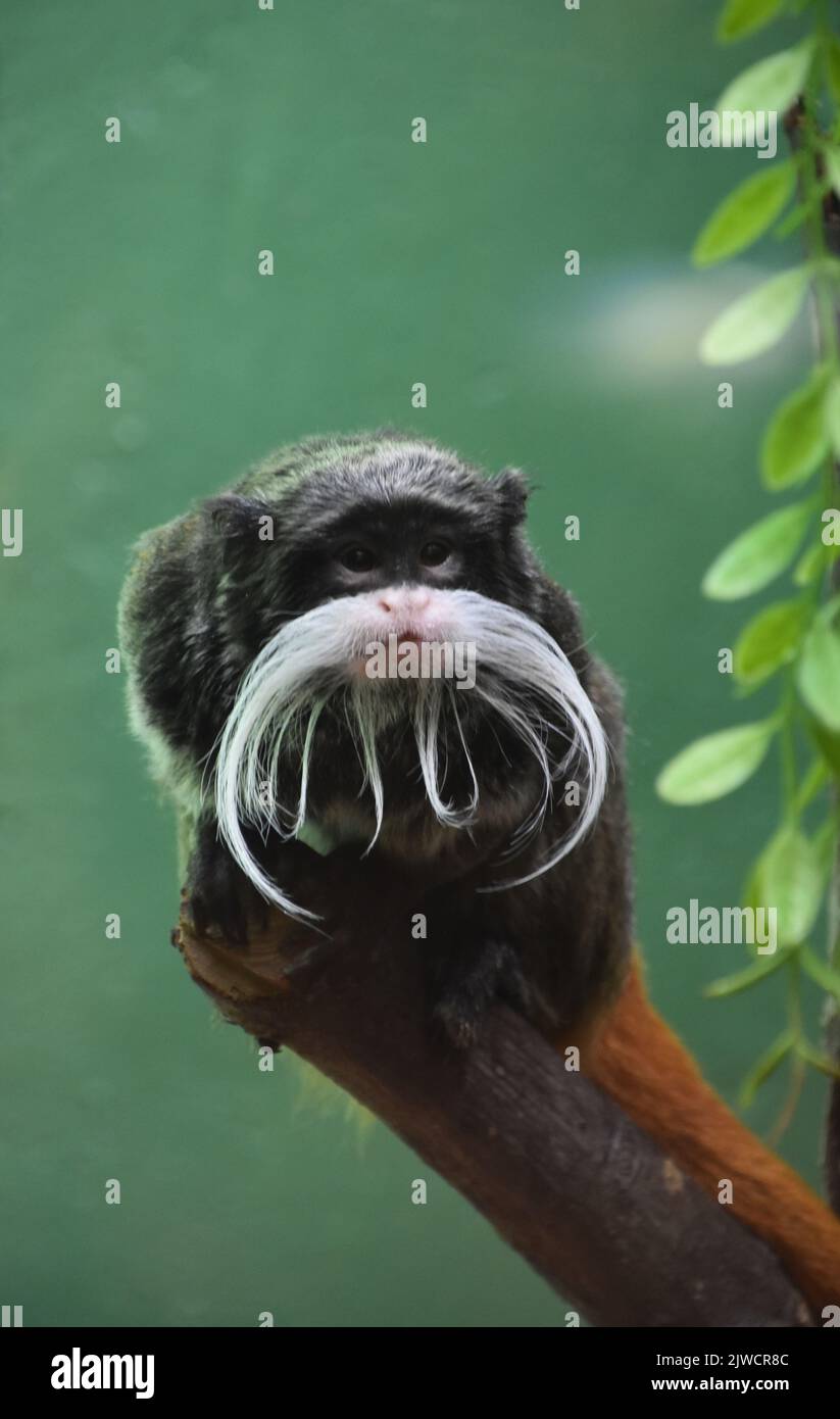 Mustache Monkey From Rio 2