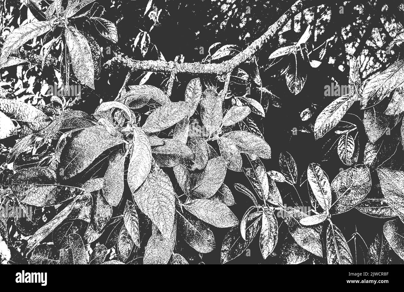 Distressed overlay wooden leaf macro texture with streaks. grunge black ...