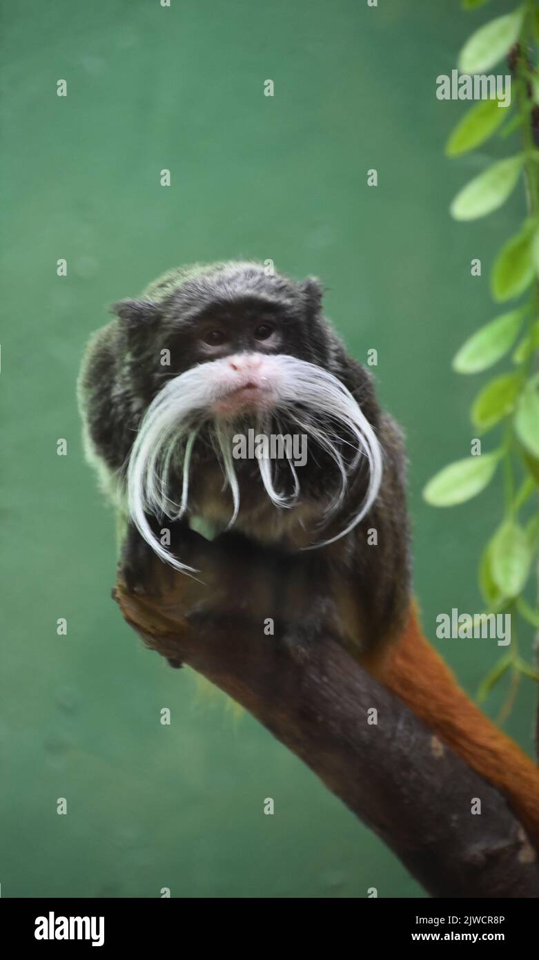 Cute bearded emperor tamarin monkey perched in a tree Stock Photo - Alamy