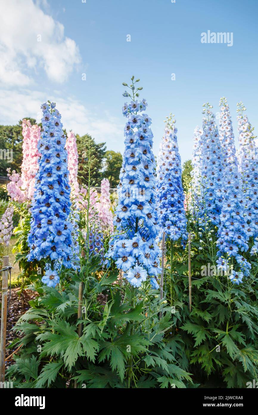 Tall spikes of sky blue delphinium 'Raymond Lister' growing in the ...