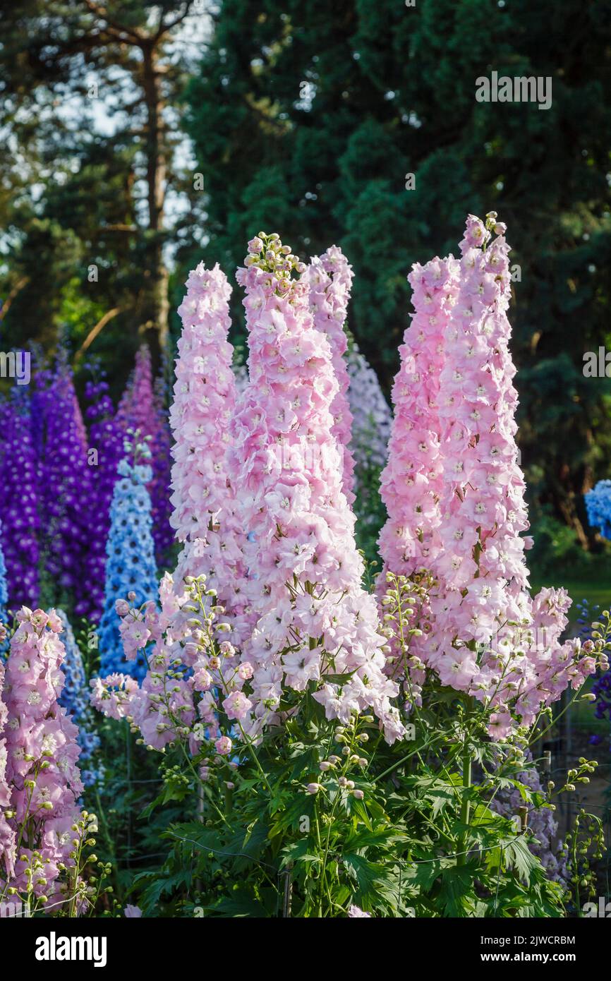 Rhs garden delphinium pink hi-res stock photography and images - Alamy