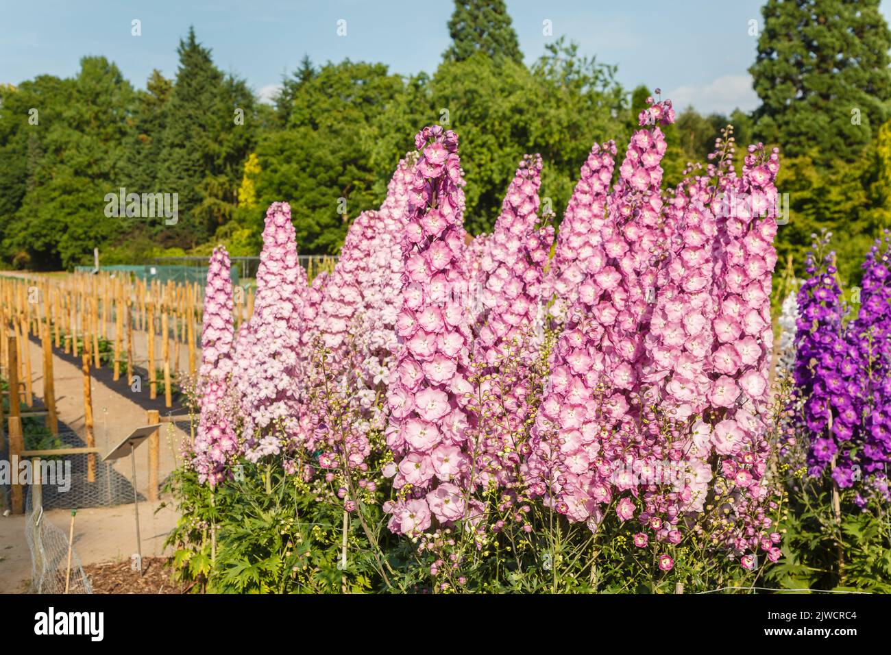 Tall spikes of pink delphinium 'Cymbeline' growing in the Trials Field ...