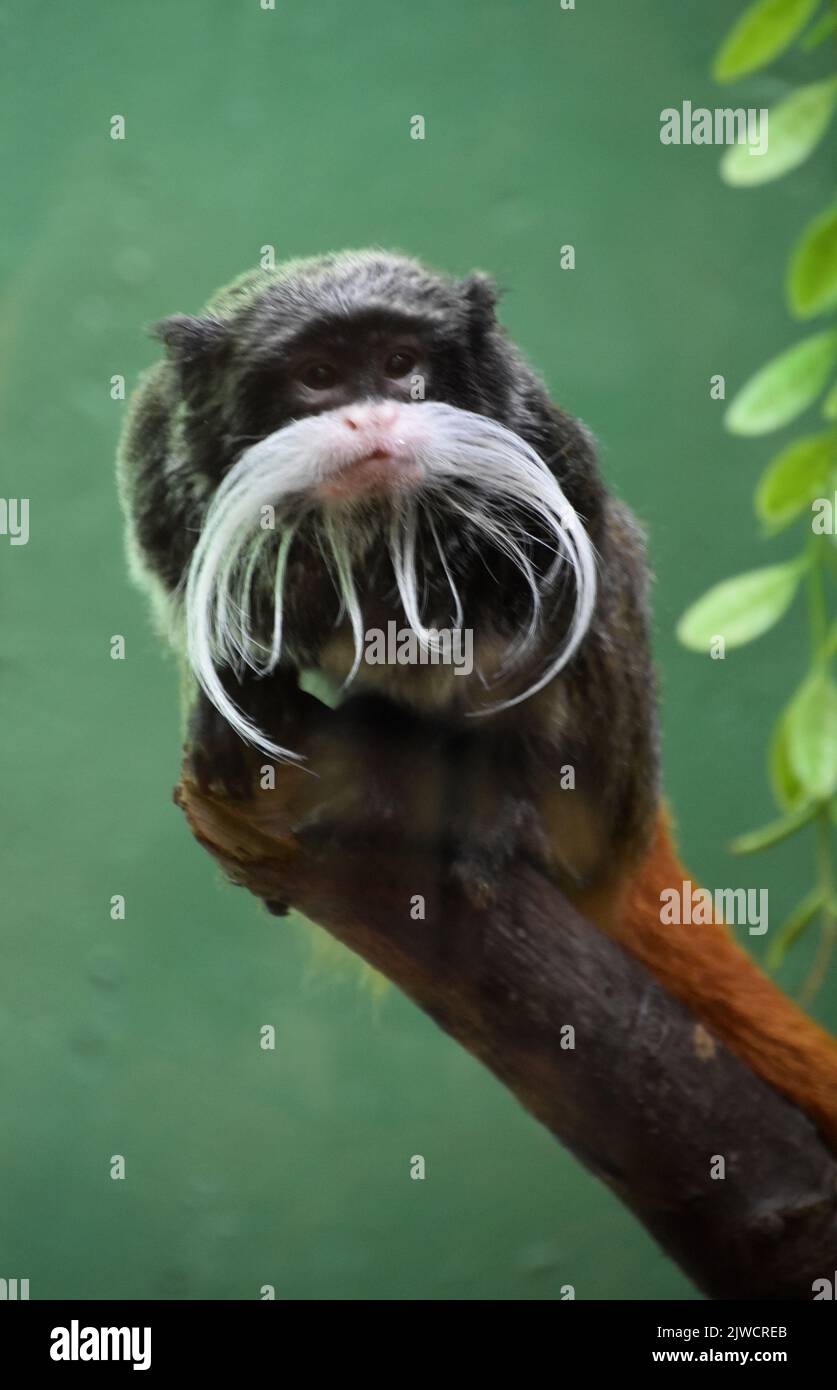 Direct look into the face of a cute tamarin monkey Stock Photo - Alamy