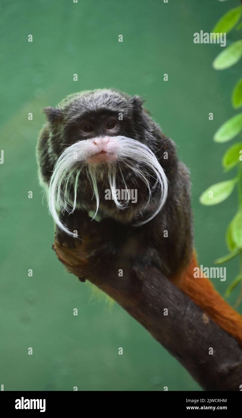 Terrific gaze into the face of a very cute emperor tamarin monkey Stock ...