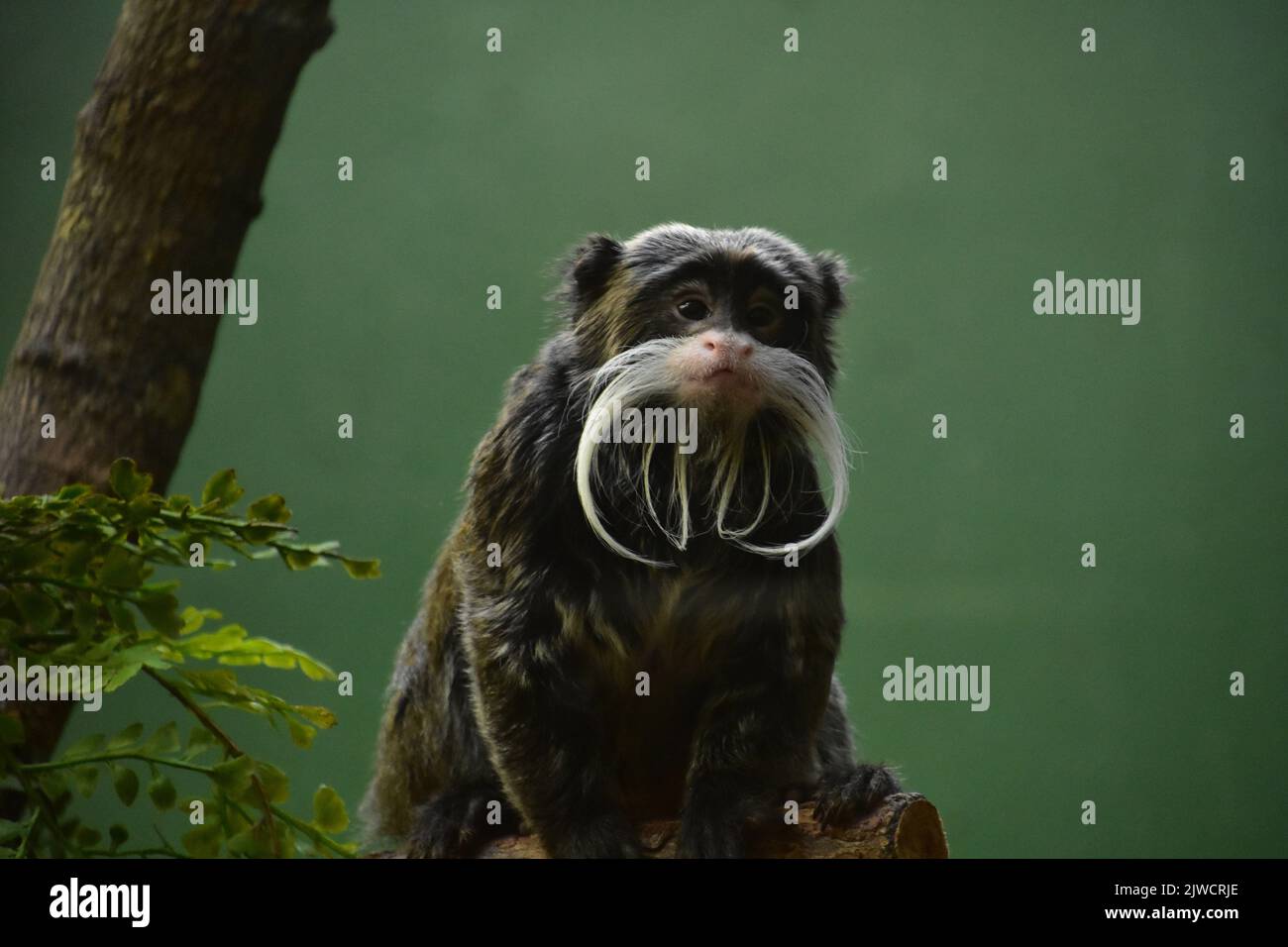 Very cute emperor tamarin monkey with a beard and moustache Stock Photo ...