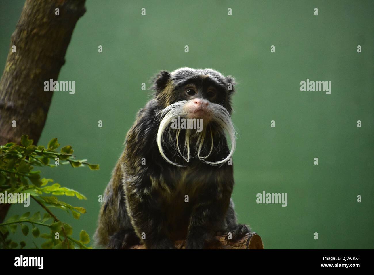 Cute fluffy bearded emperor tamarin monkey gazing around Stock Photo ...