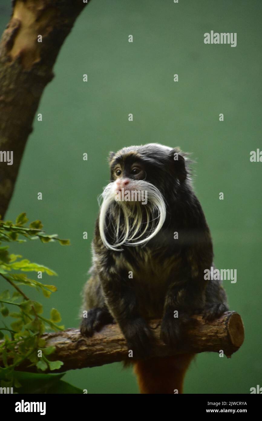Sweet but curious bearded and moustached tamarin monkey gazing around ...