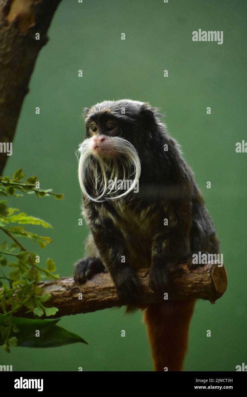 Fantastic bearded emperor tamarin monkey perched on a tree branch Stock ...