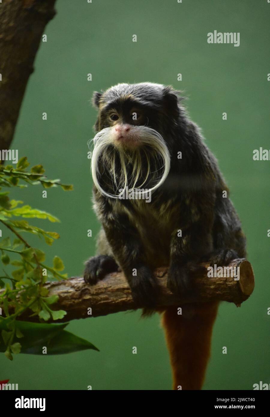 Long white curled mustache on an emperor tamarin monkey Stock Photo - Alamy