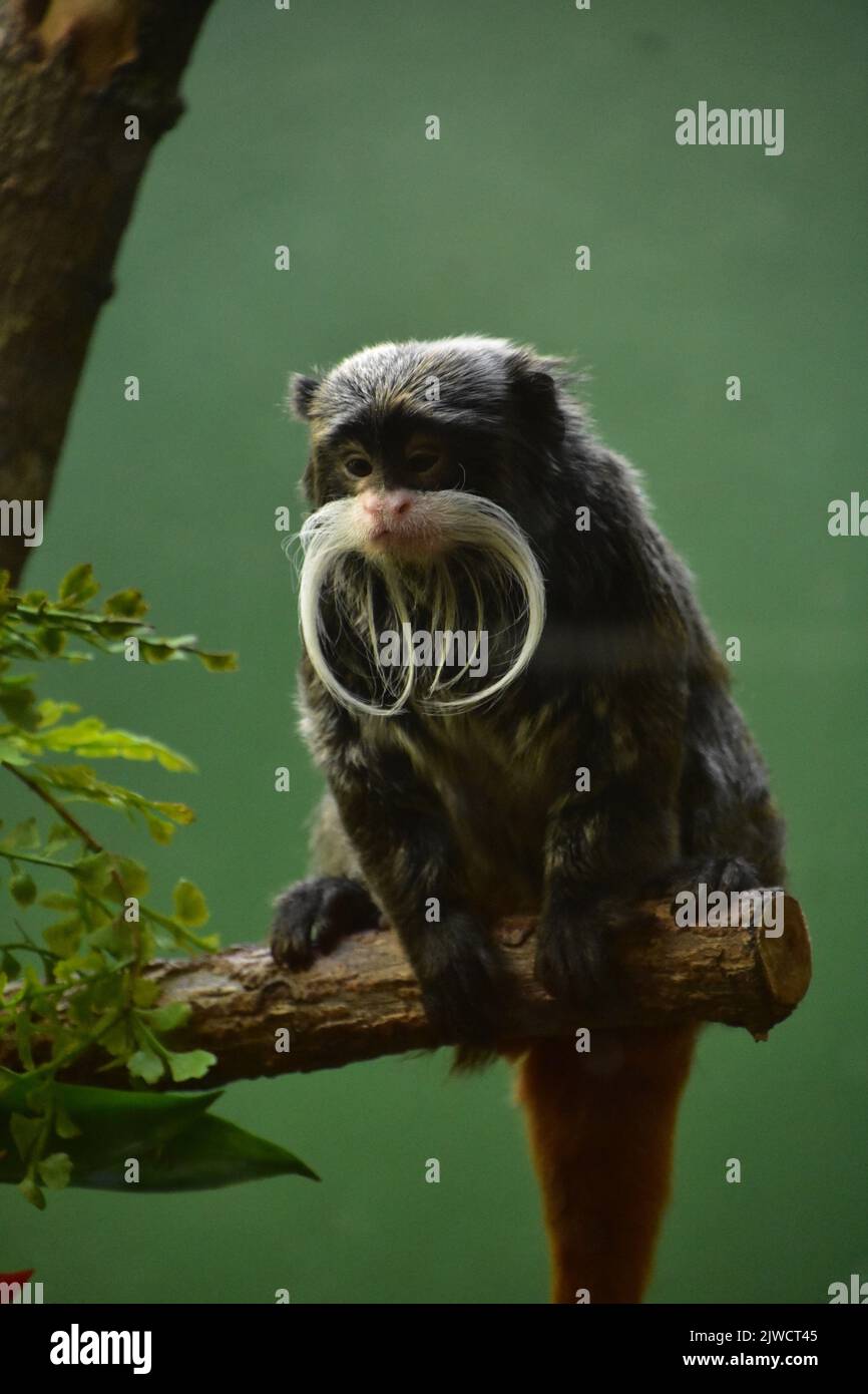 Mustache Monkey From Rio 2