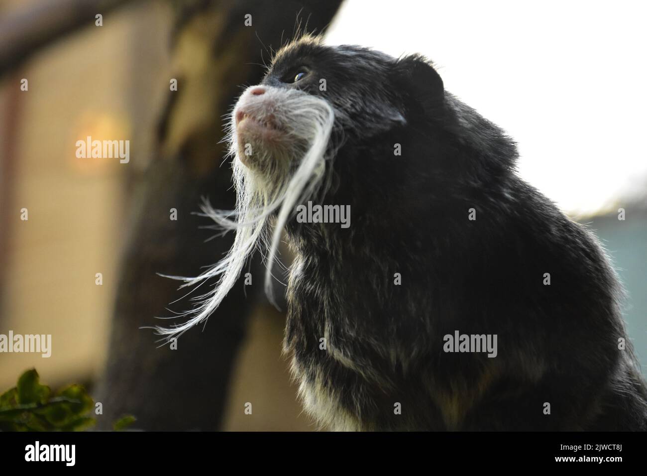 Stunning capture of an emperor tamarin monkey side profile Stock Photo ...