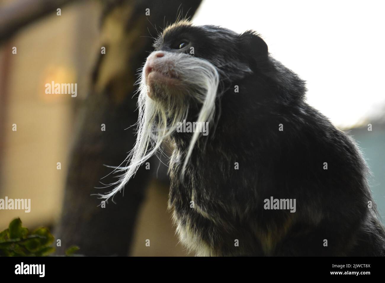 Fantastic profile of a bearded emperor tamarin monkey with a long ...