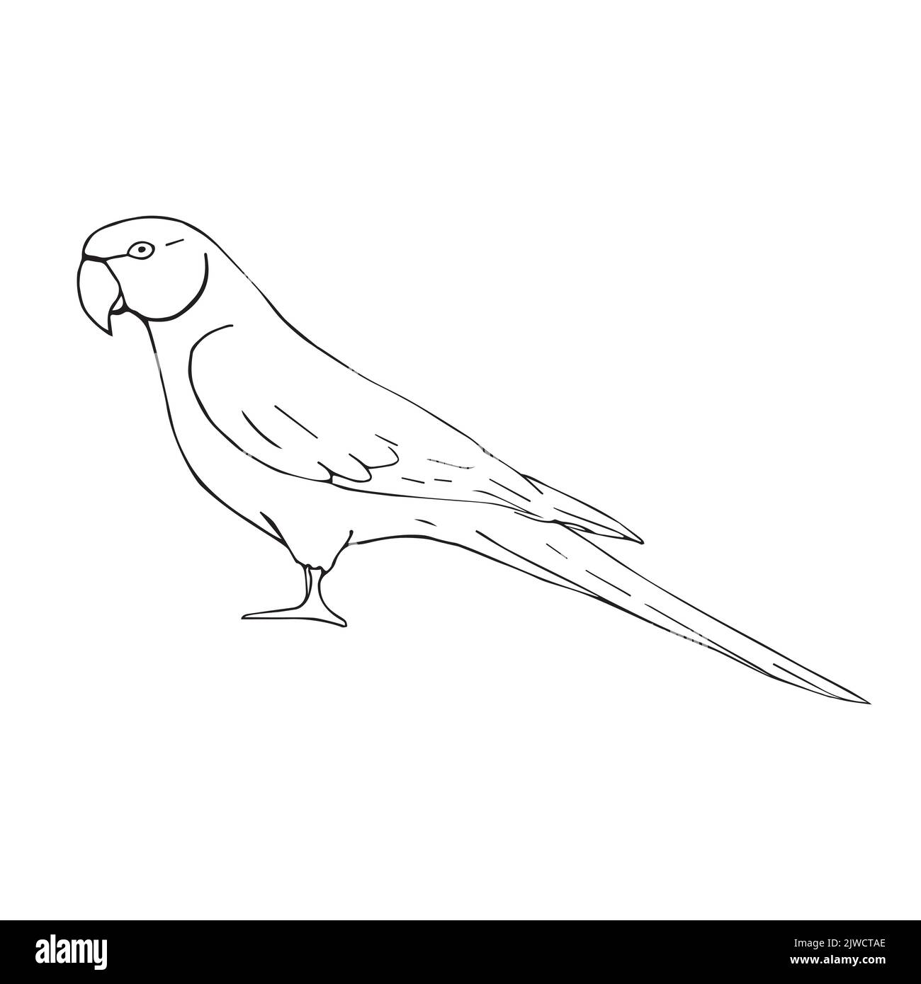 Vector hand drawn doodle sketch Indian ringneck parrot isolated on white background Stock Vector ...
