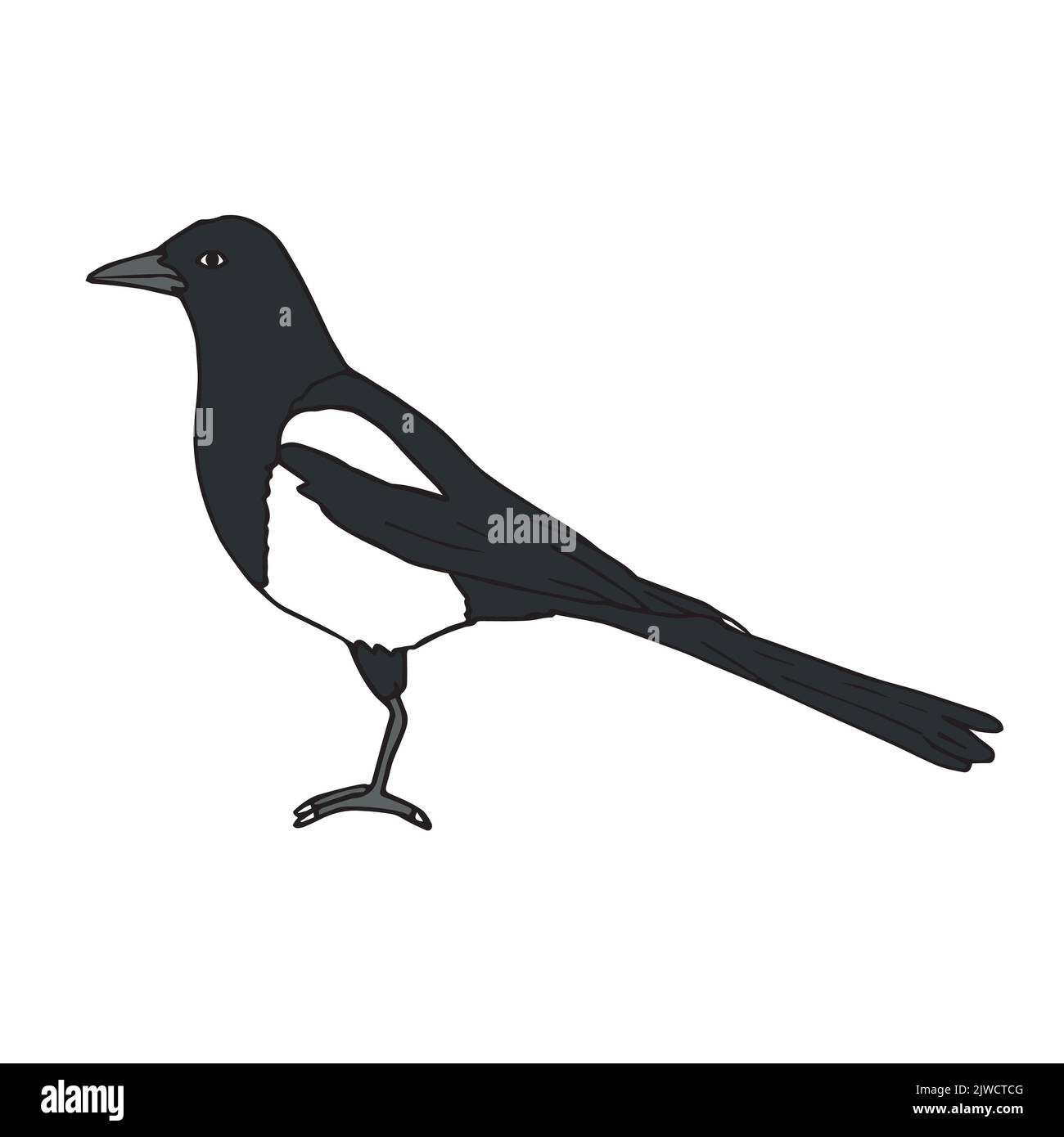 Vector Hand Drawn Doodle Sketch Colored Magpie Bird Isolated On White