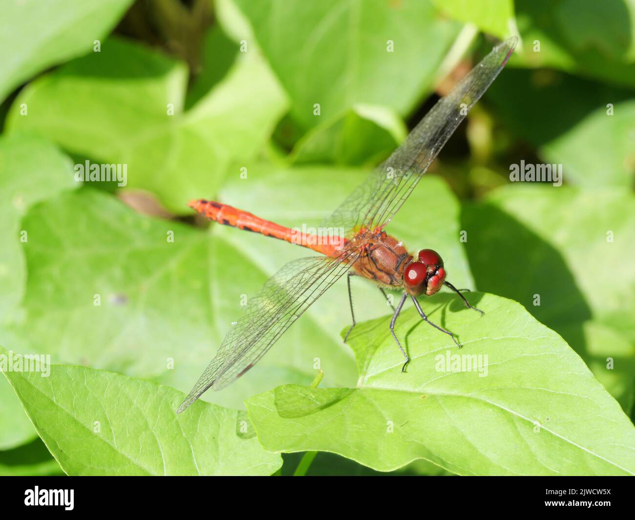 Genus sympetrum hi-res stock photography and images - Alamy