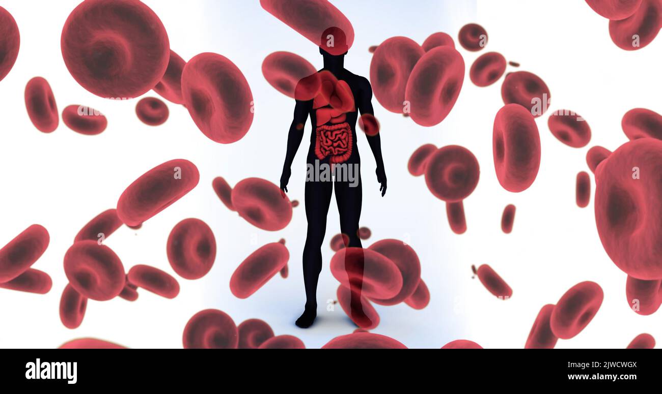 Image of falling blood cells over human body model. global science ...
