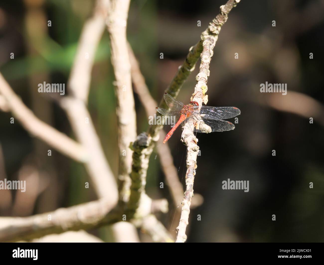 Sitting male of the blood-red darter, Sympetrum sanguineum Stock Photo ...
