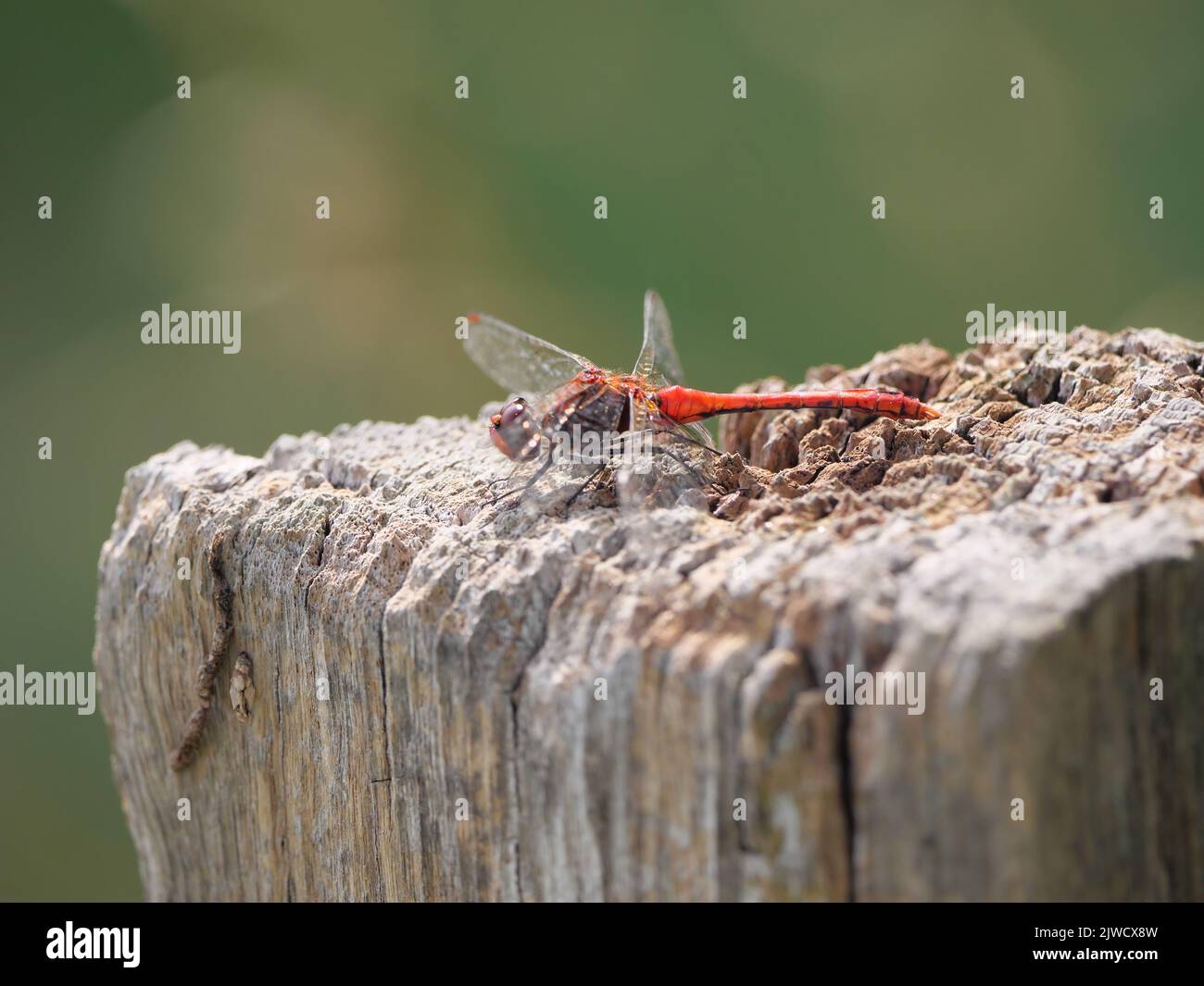 Sitting male of the blood-red darter, Sympetrum sanguineum side view ...