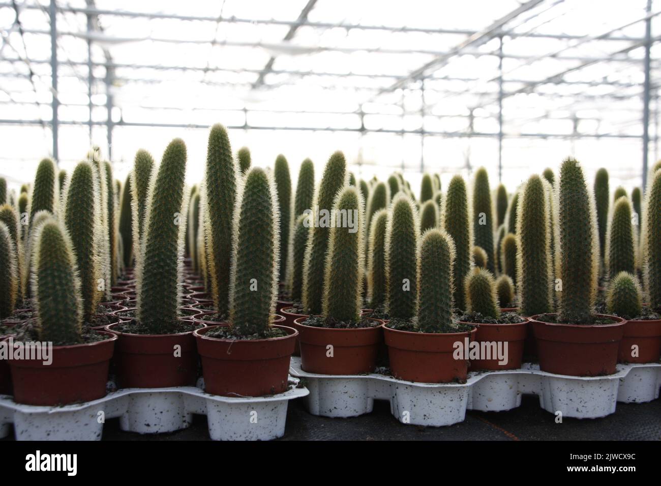 Interior of a dutch green house growing cactus Stock Photo - Alamy