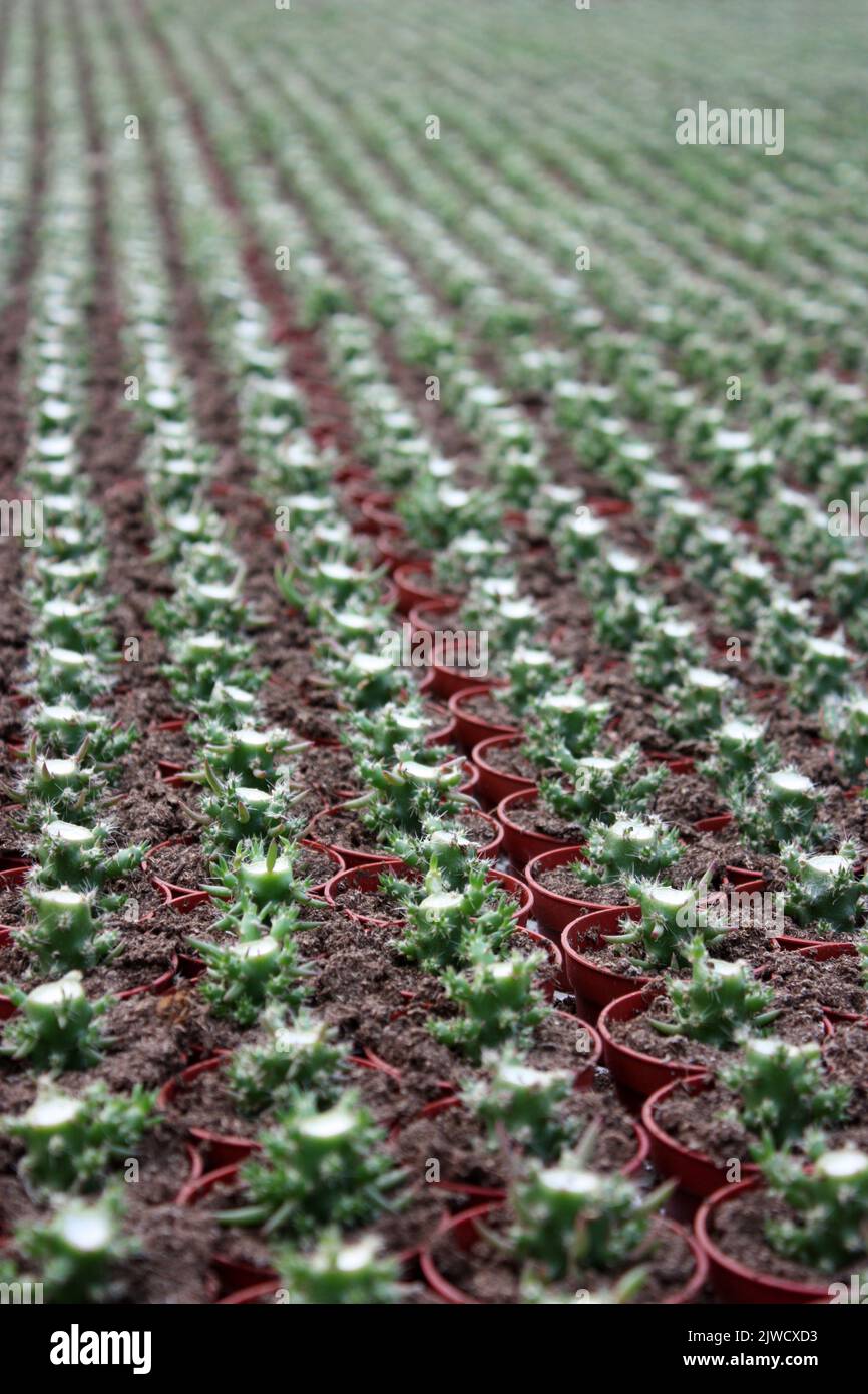 Rows of cactus plants Stock Photo - Alamy