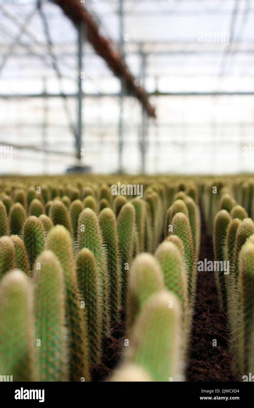 Interior of a dutch green house growing cactus Stock Photo - Alamy