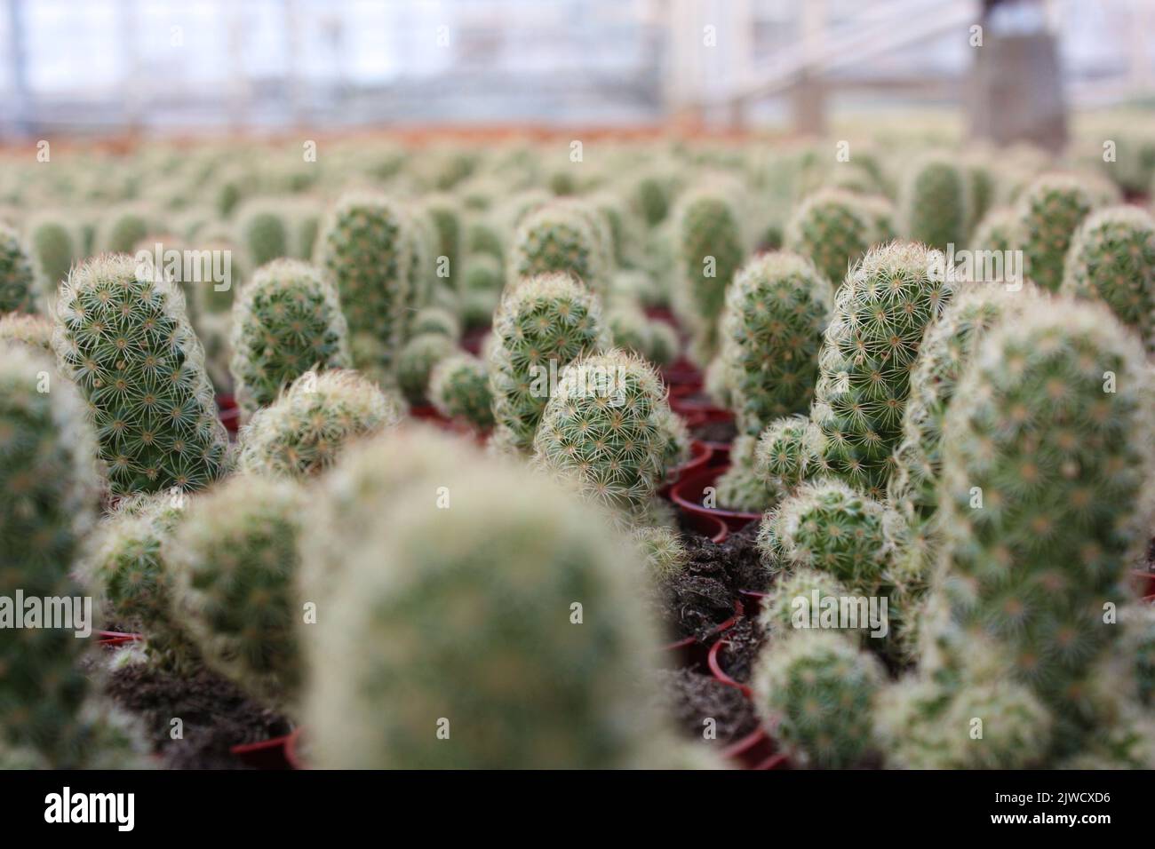Plants of the netherlands hi-res stock photography and images - Alamy