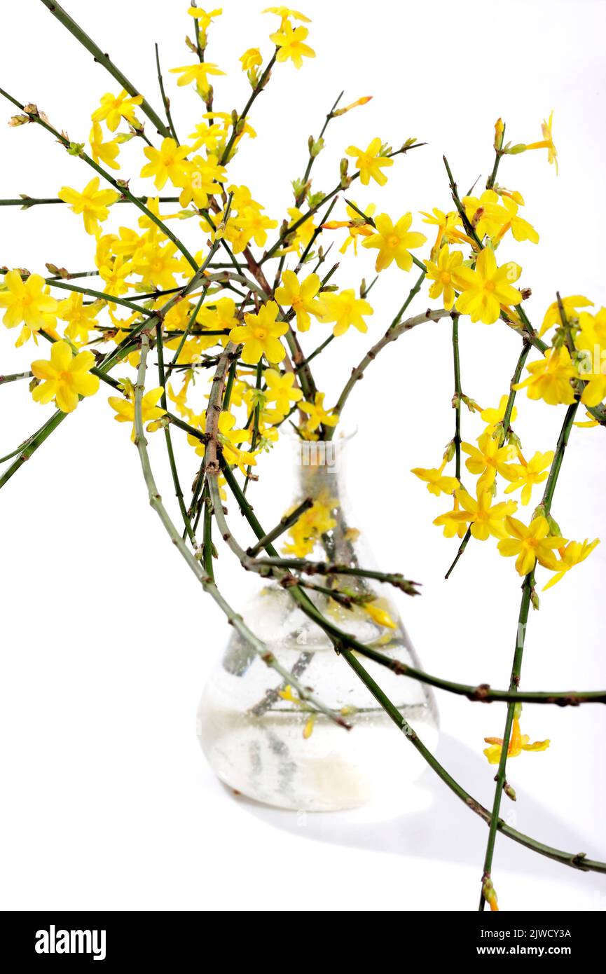 aroma, asia, art, botanical, bush, bushes, china, flower, flowers ...