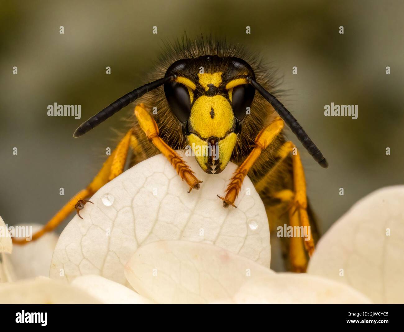 A close up view of a Common Wasp, (Vespula vulgaris Stock Photo - Alamy