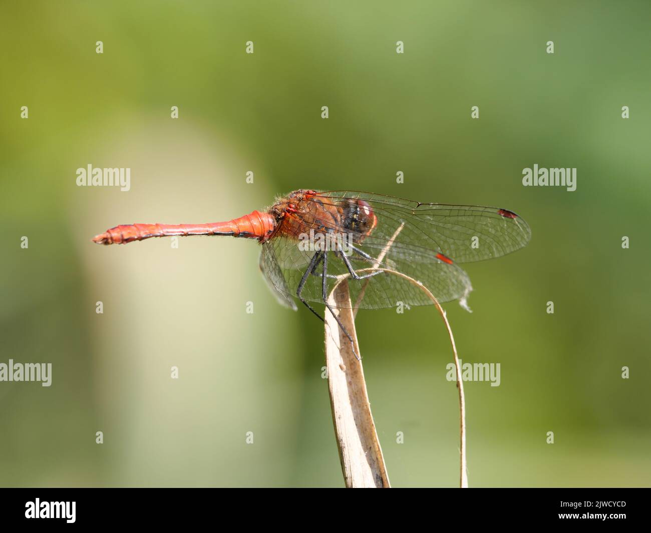 Sitting male of the blood-red darter, Sympetrum sanguineum side view ...