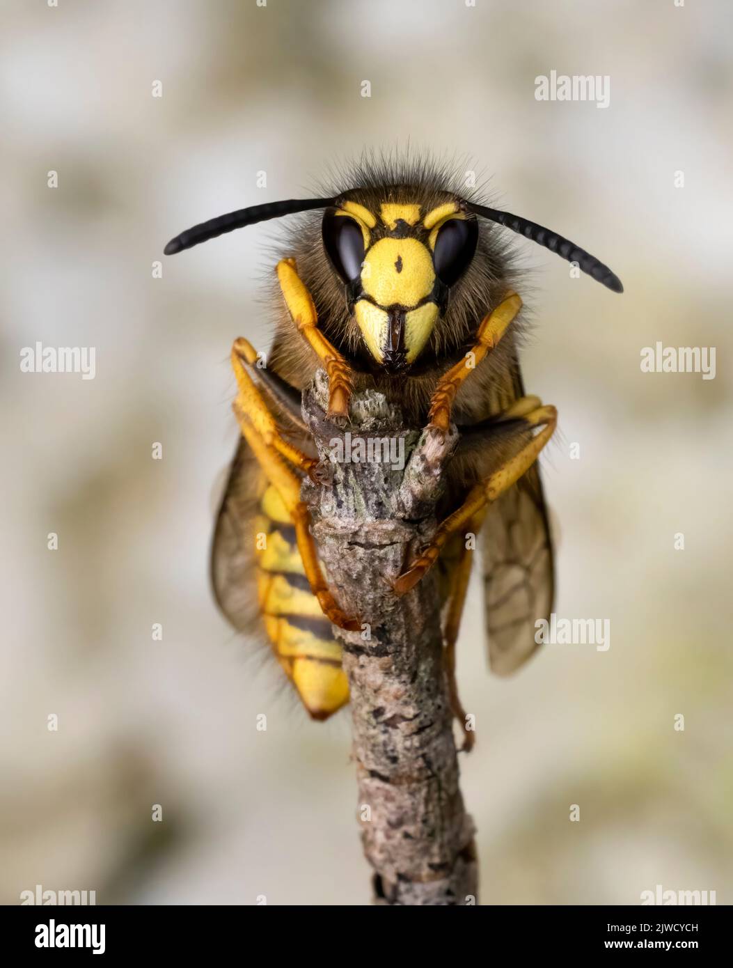 A close up view of a Common Wasp, (Vespula vulgaris Stock Photo - Alamy