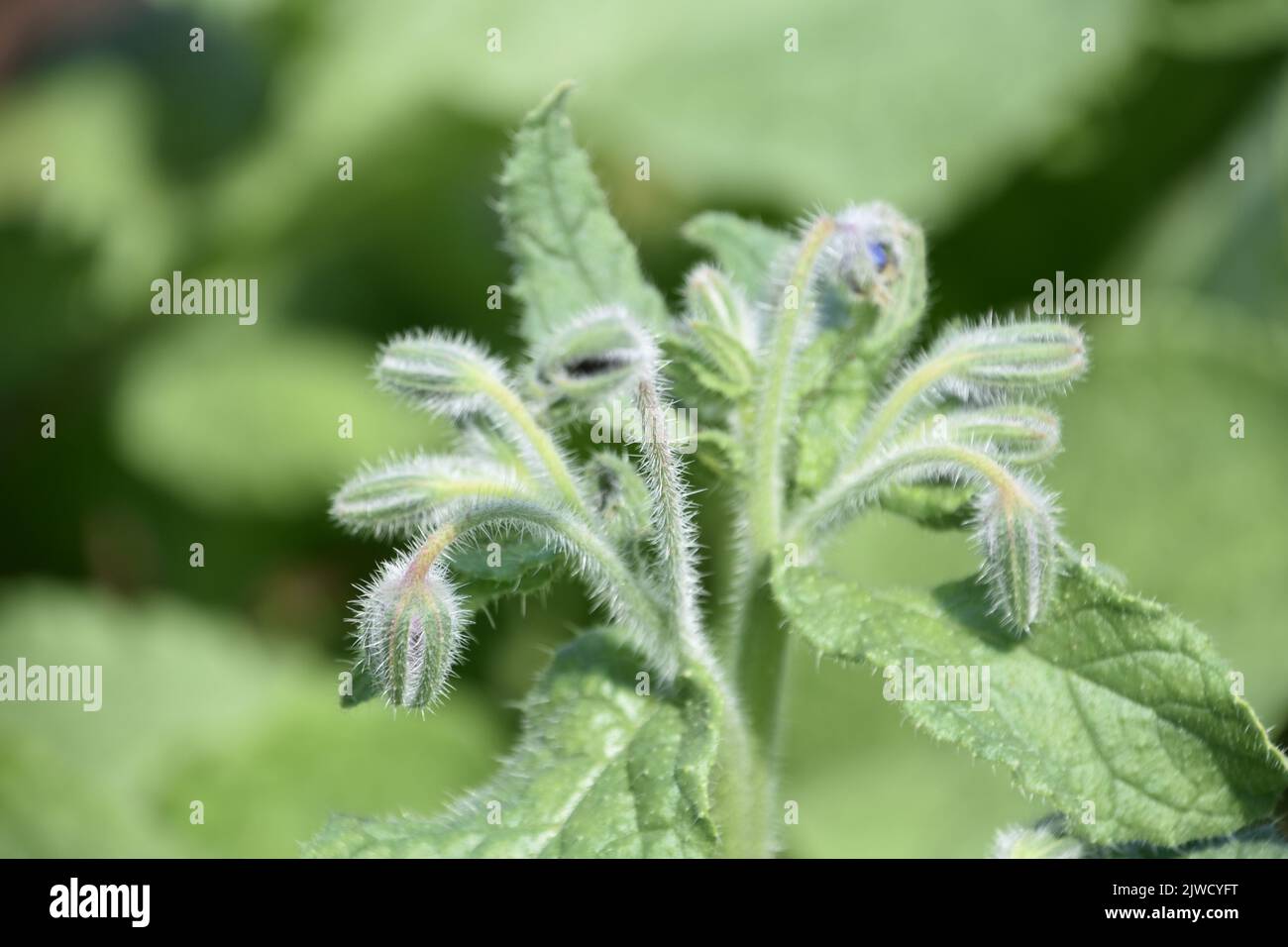 Terrific up close look at carpetweed flowering in a lush garden Stock ... Terrific up close look at carpetweed flowering in a lush garden Stock ...